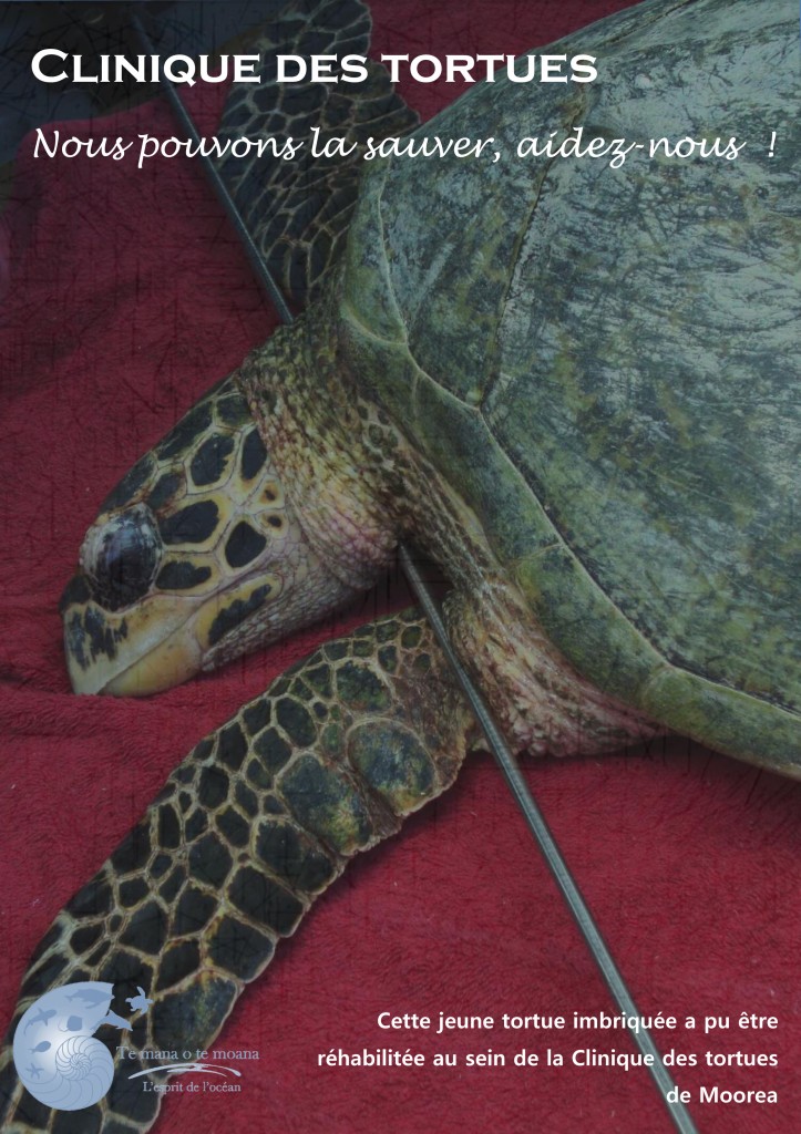Help us saving the sea turtles of French Polynesia…