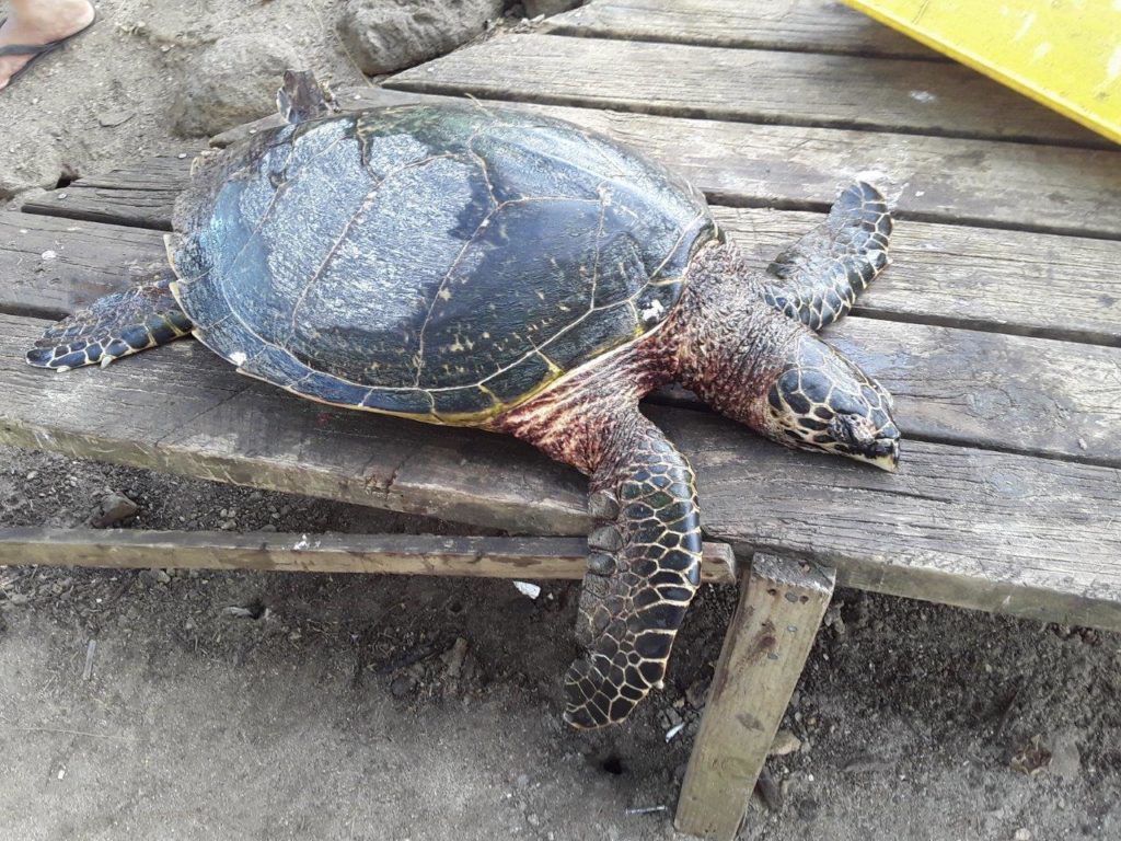A hawksbill turtle is found dead from a speargun arrow injury
