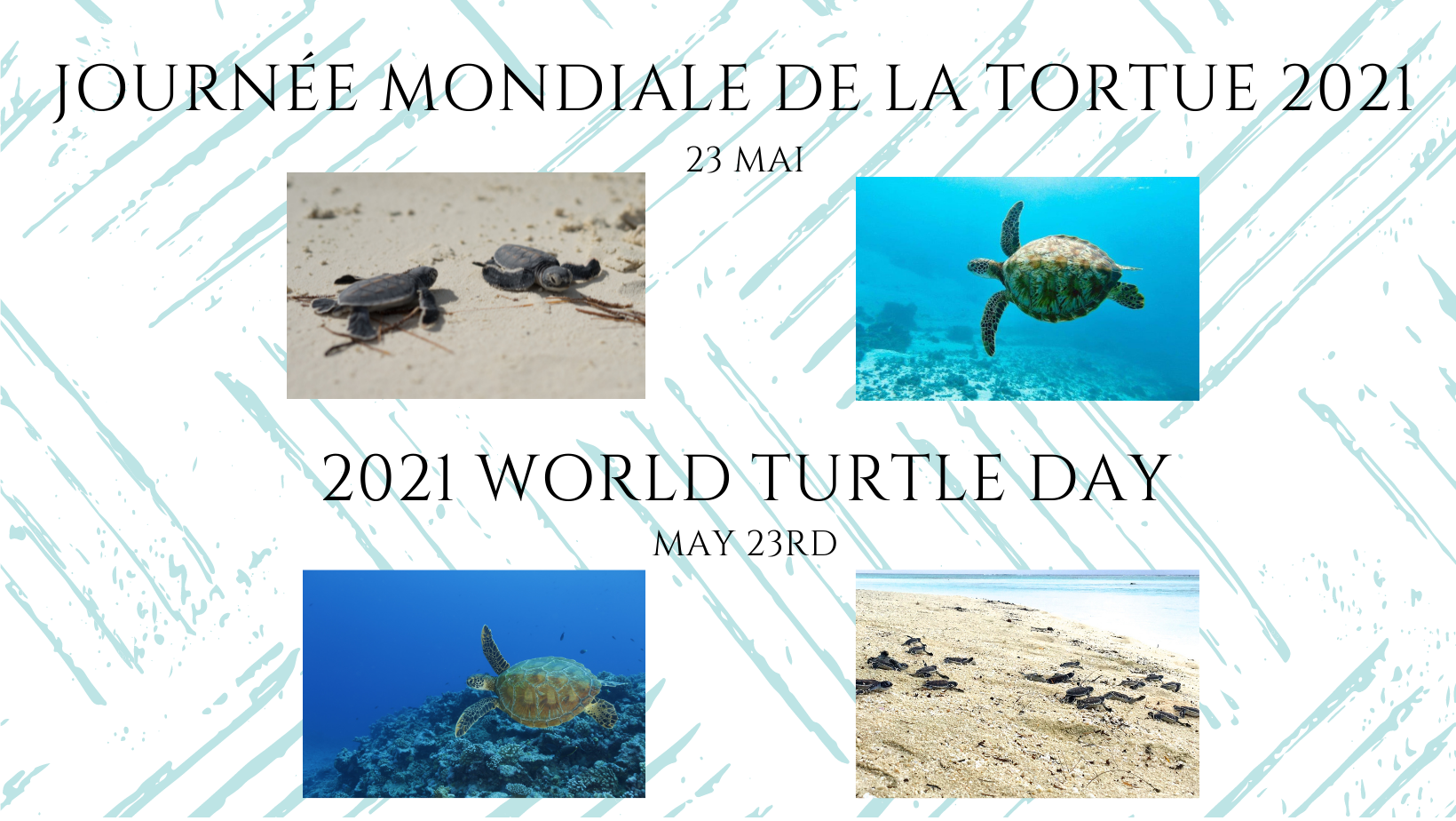 Let’s celebrate World Turtle Day 2021
