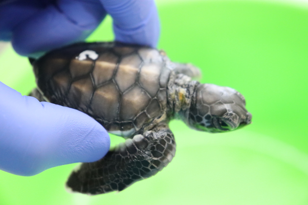 Arrival of emerging turtles to the Sea turtle care center